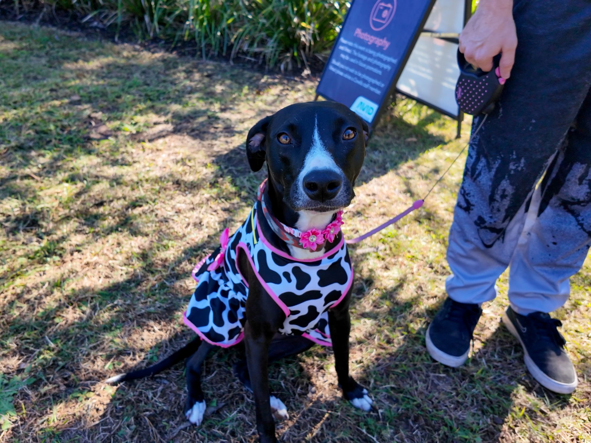 Chisholm Community Spreads Spooky Spirit | AVID